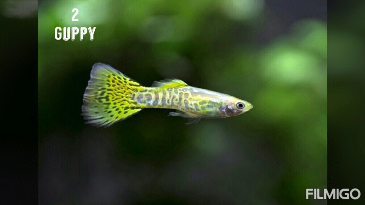 Top 10 aquarium fish in nepal - YouTube