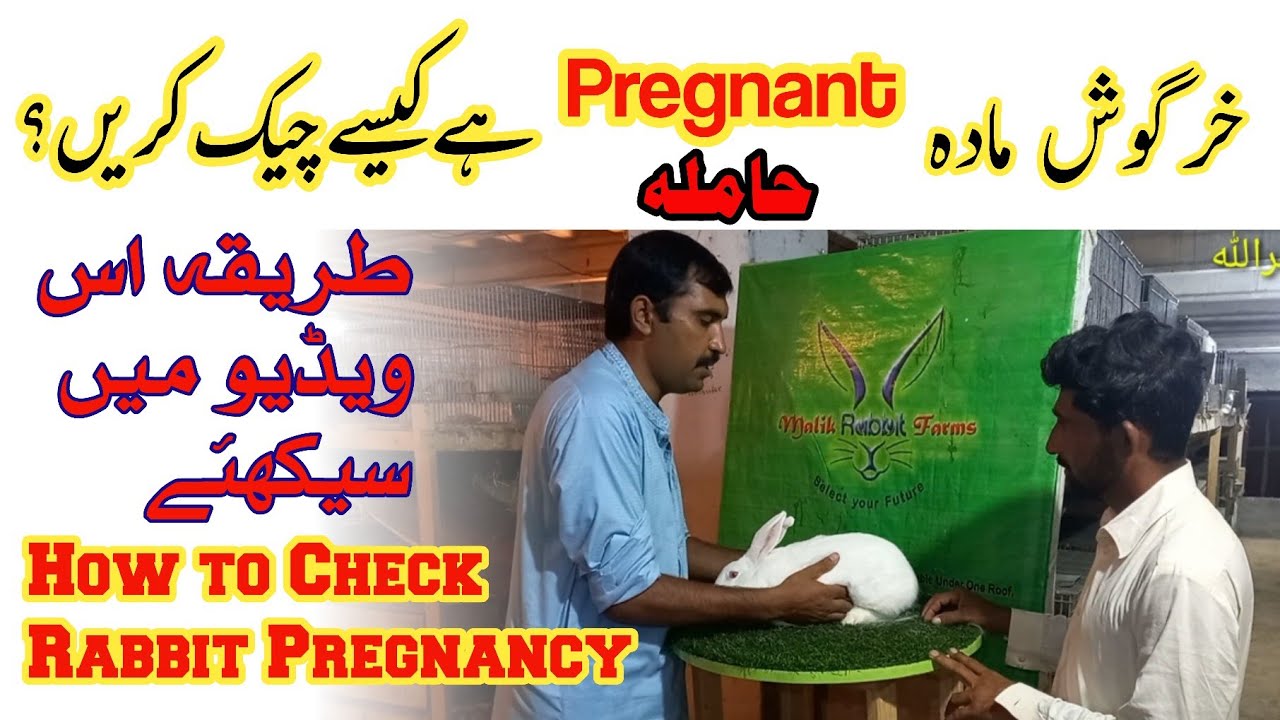 Rabbit Pregnant Hai Kesy Pata kren || How to Check Rabbit Pregnancy ...