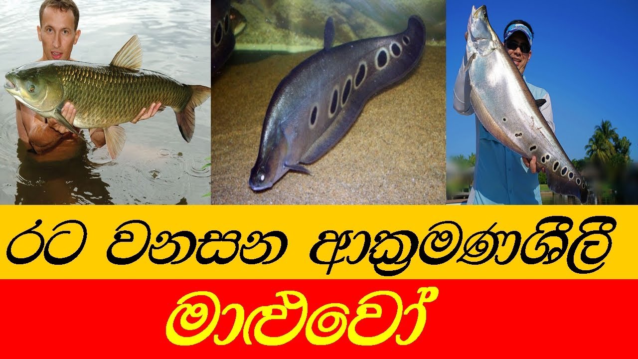 ආක්‍රමණශීලී මාළු/ආගන්තුක මාළු /ආක්‍රමණශීලී මාලු /ආක්රමණශීලී invasive ...