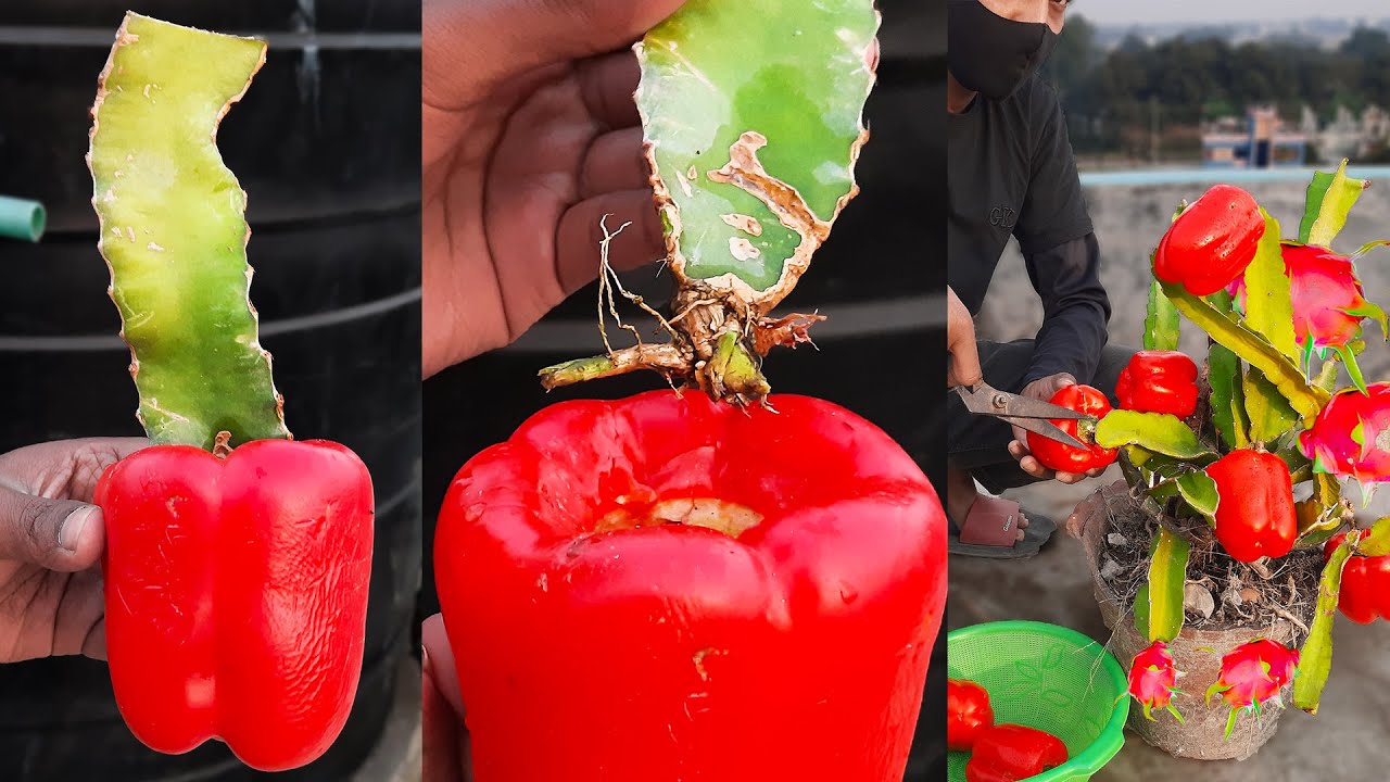 Growing dragon fruits with bell peppers(capsicum) for garden at home ...