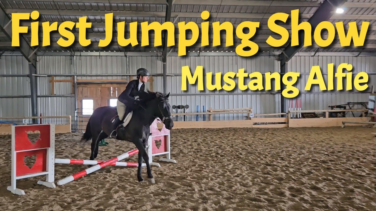 Less than a year out of the holding pens - Alfie the Mustang does his ...