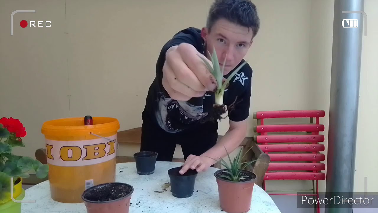 Ananas Vermehren Pflanzenananas Einpflanzen πππππππ Youtube