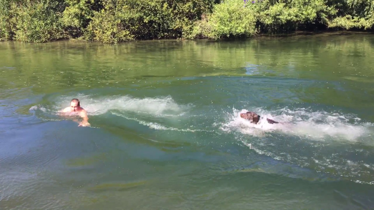Morgan with Max swimming in lake Rotorua - YouTube