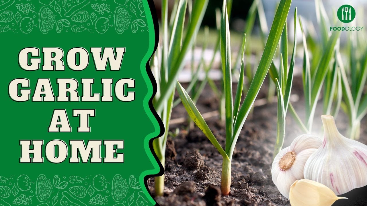 How To Grow Garlic At Home – A Step By Step Guide - YouTube