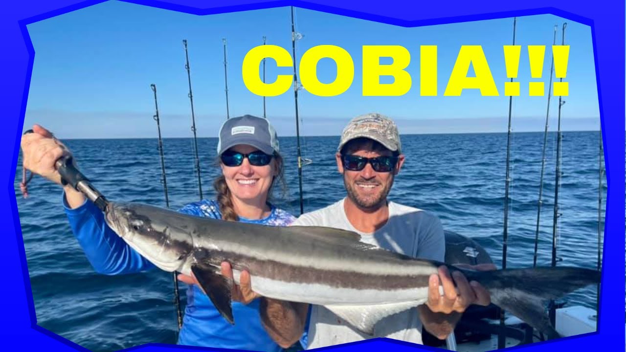 Sight fishing cobia in Florida - Gulf of Mexico cobia action! - YouTube