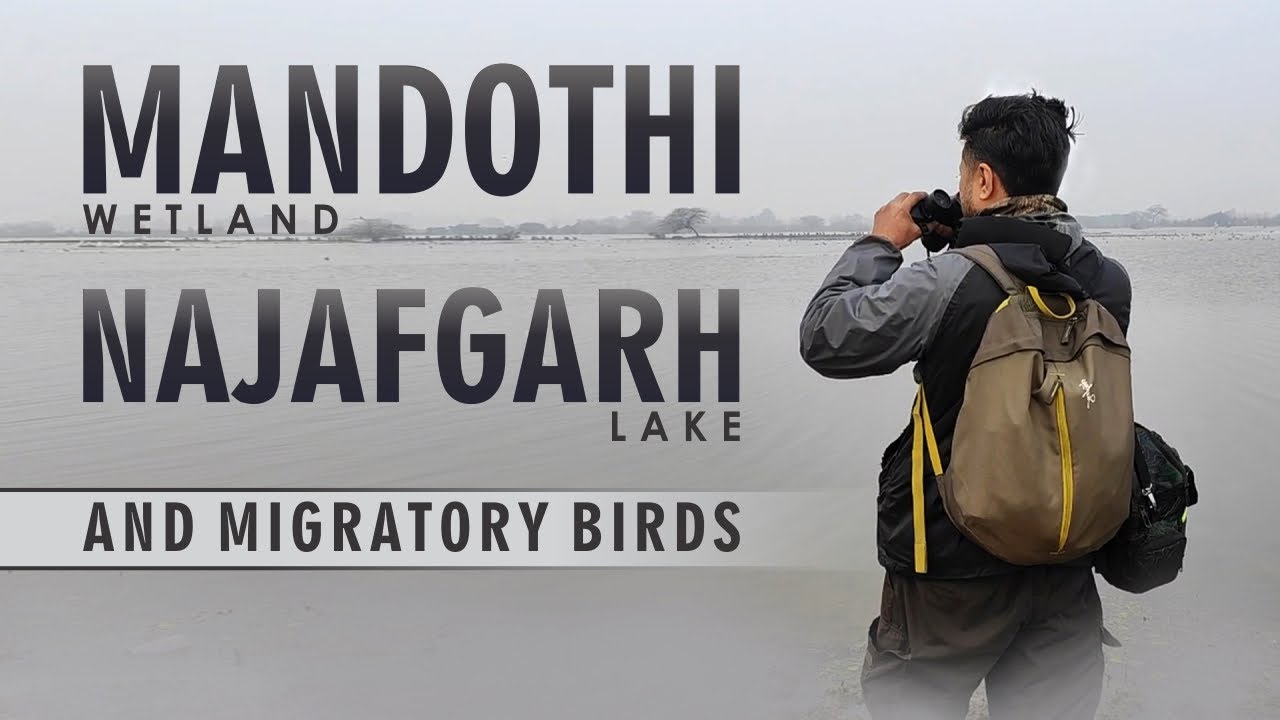 Mandothi, Najafgarh & Dighal – Haryana’s Bird Paradise - YouTube