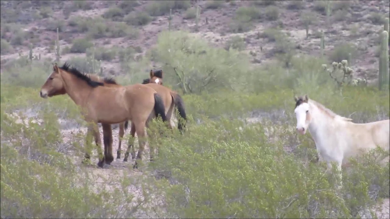 Wild Horses In The Sonoran Desert - YouTube
