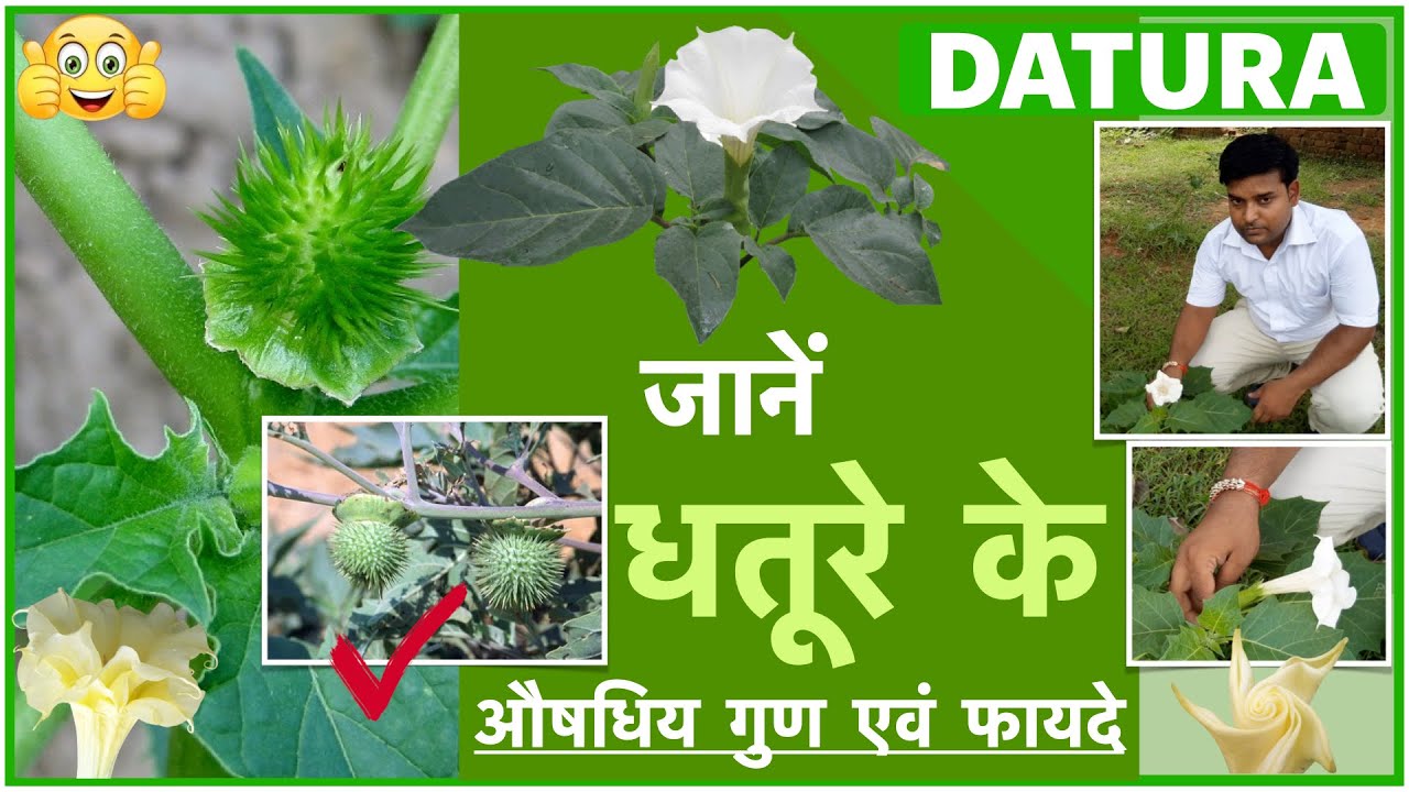 जानिये धतूरा के औषधिय गुण और फायदे साथ में उगाने का तरीका ।। Benefits ...
