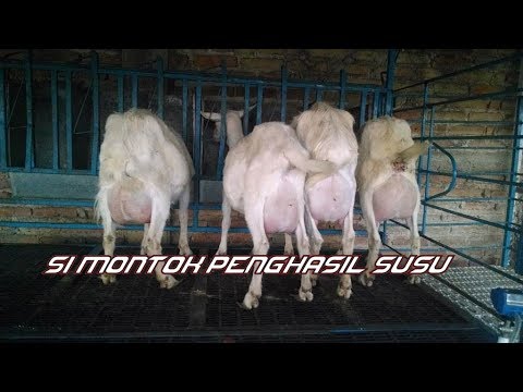 Kambing Montok Penghasil Susu