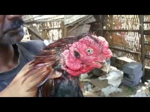 OLD LINE pure reza asil - YouTube