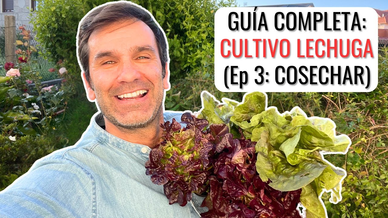 GUÍA DE CULTIVO LECHUGAS: cultivar y cosechar lechuga (Ep 03 ...