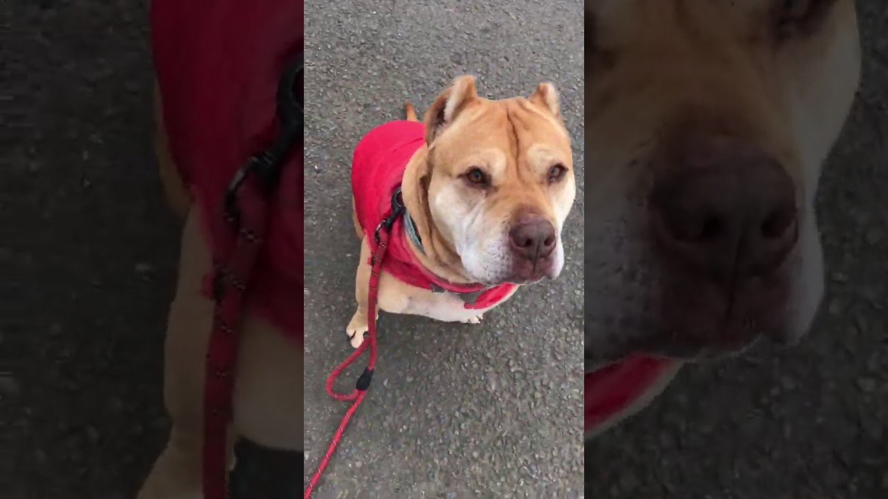 Update - Good boy Charlie Brown found his forever family! - YouTube