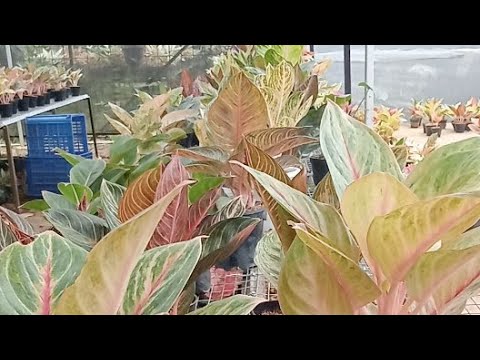 Hay Hay Pak Kabar Semuanya 🥳Aglonema Lovers - YouTube
