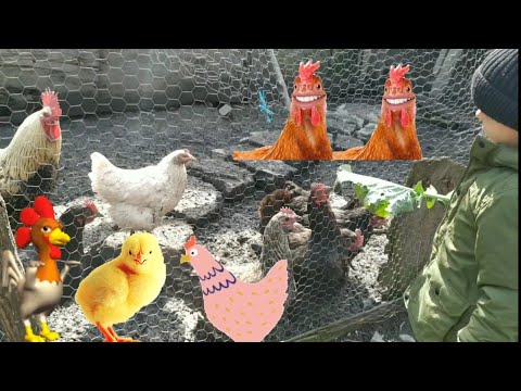 TRT ÇOCUK DORU ALİ BABANİN ÇİFTLİĞİ |TRT ÇOCUK ŞARKILARI