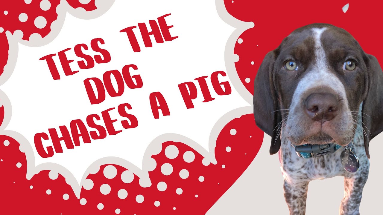 Tess the Dog Chases PIGS - UNCAGED - YouTube