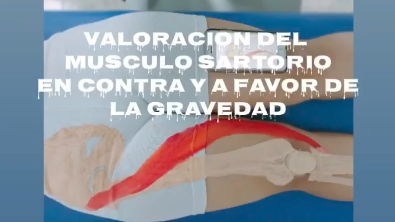 Valoración del músculo sartorio. Estudiantes 5°semestre Fundación ...