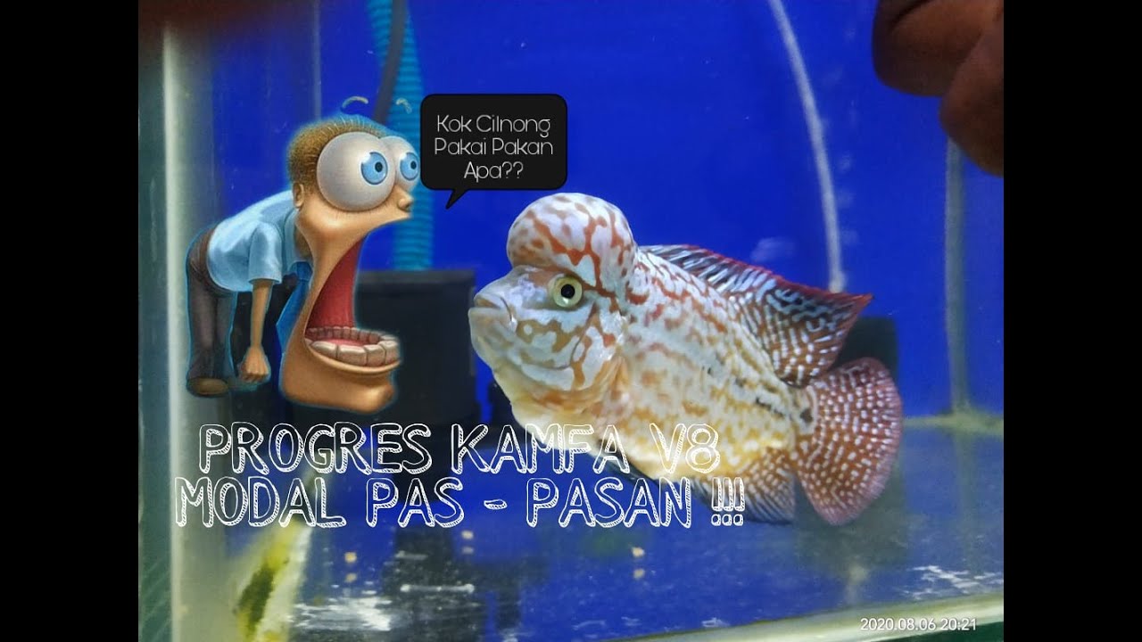 Progres Louhan Kamfa V8 Dengan Pelet JDL - YouTube