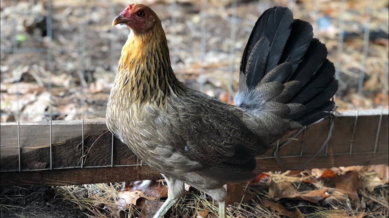 sweater pata verde Gallinas como seleccionar una gallina madre - YouTube