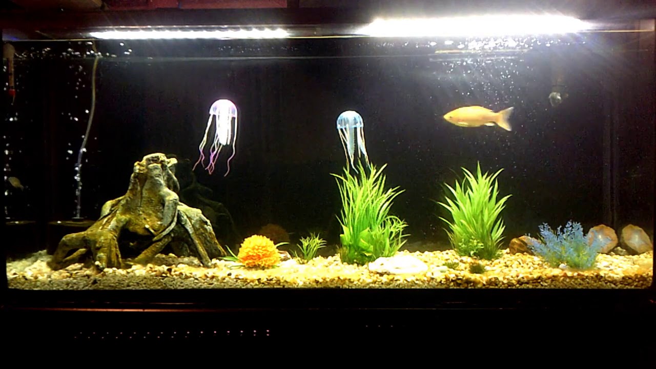fish tank 8 16 20 - YouTube