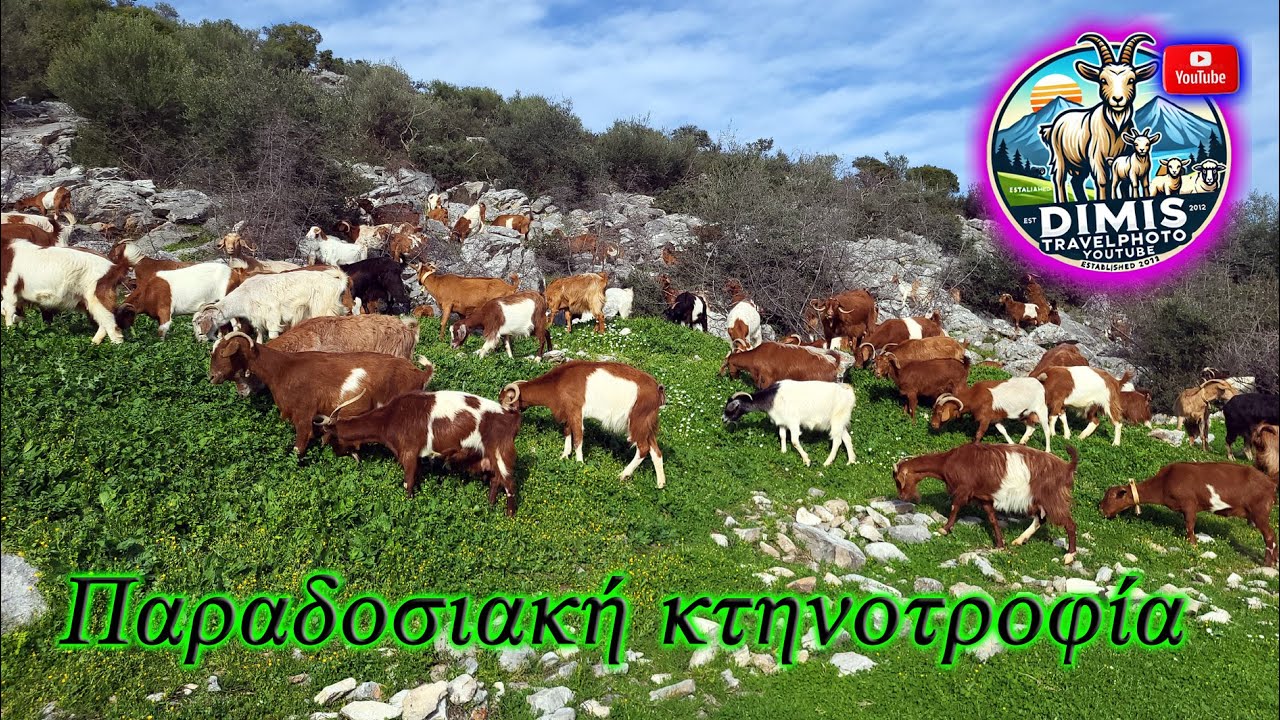Στοιχεία παραδοσιακής κτηνοτροφίας. - YouTube