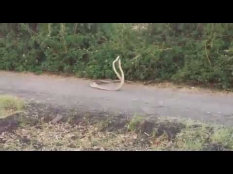 Great Nagin Dance By Real Naag Naagin - YouTube