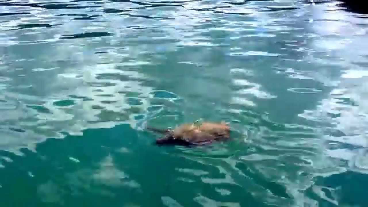 Turtles in Argostoli harbour, Kefalonia. - YouTube
