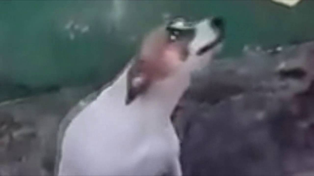 Dancing Doggo Dances Like No Other Doggo - YouTube