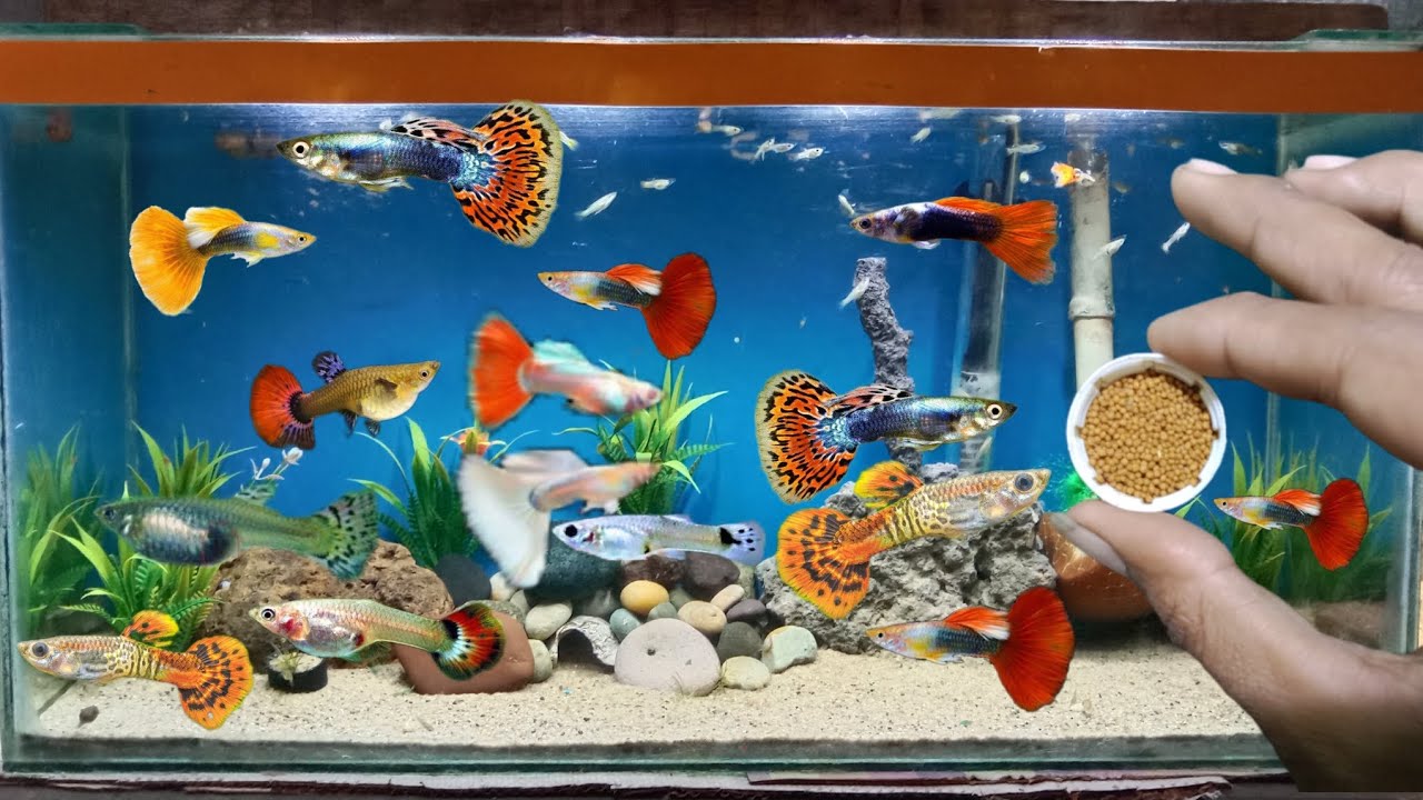 my fish 🐠 guppy fish baby 🦈 black shark fish gold koi fish Rambo shark ...