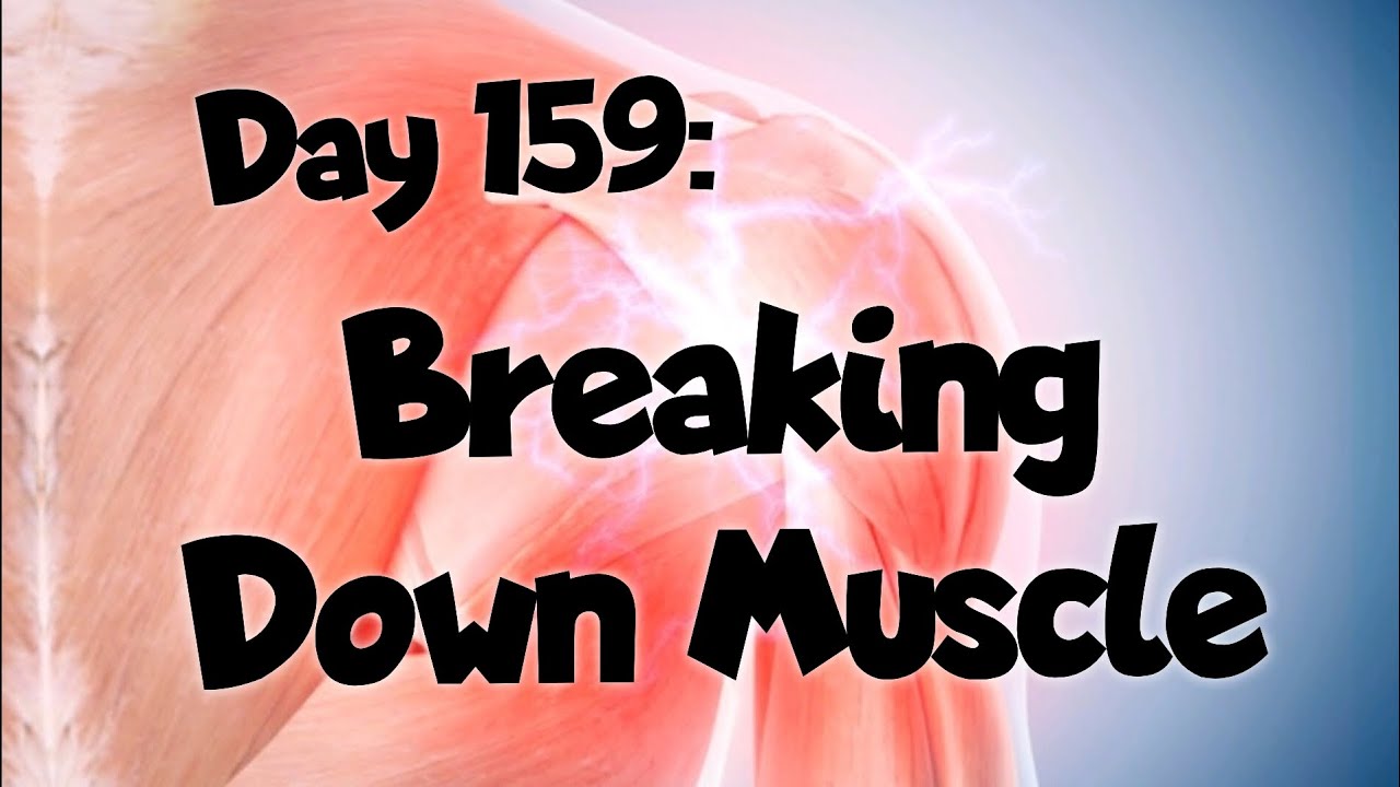 Day 159: Breaking Down Muscle - YouTube