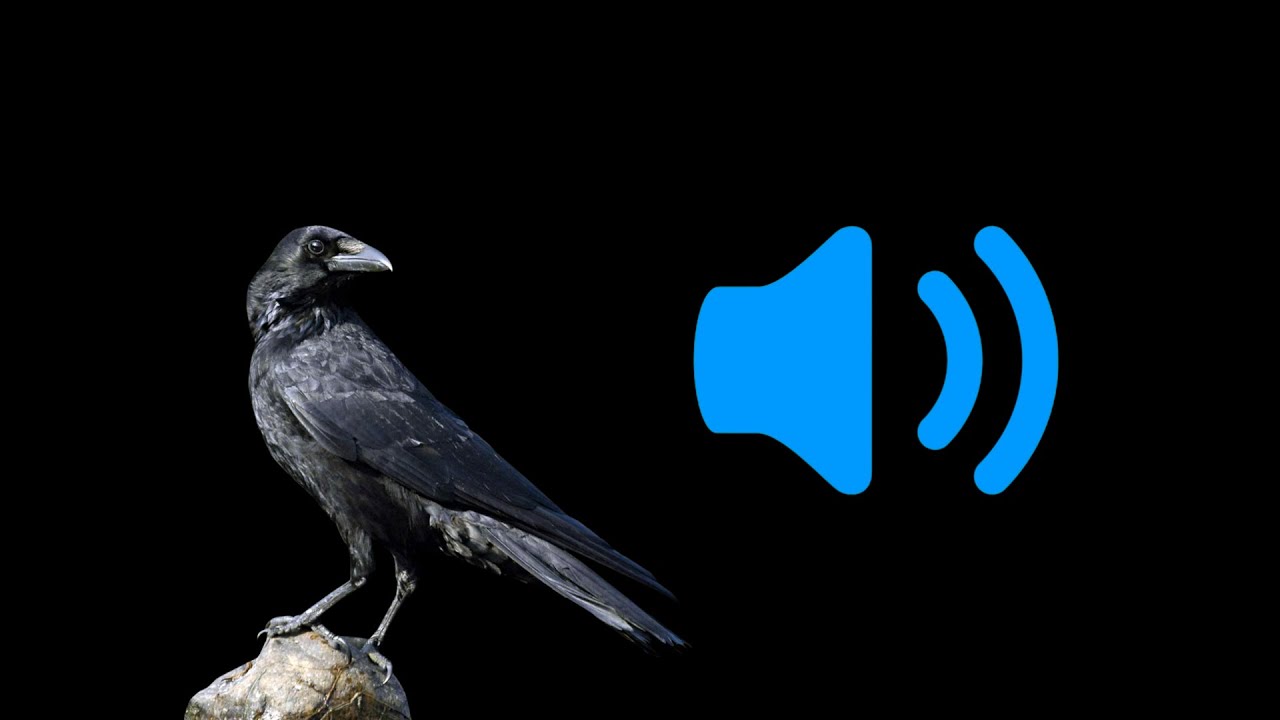 Crow Sound Effects (HD) | Free Sound Pack | No Copyright Sounds - YouTube