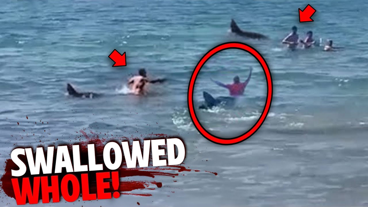 These 3 Swimmers Were SWALLOWED WHOLE By Sharks! - YouTube