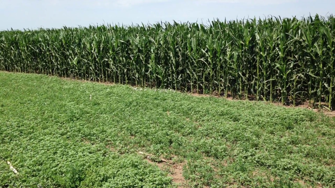 Forage Corn - YouTube