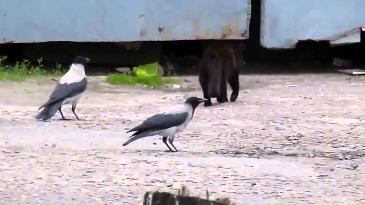 Crows attacked the cat - YouTube