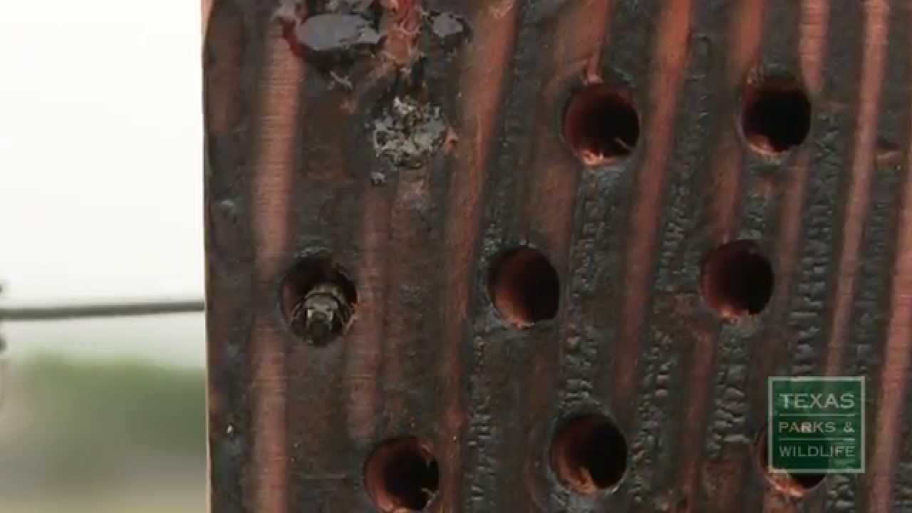 The Bee Condo: Attract Non-Aggressive, Solitary Bees to Help ...