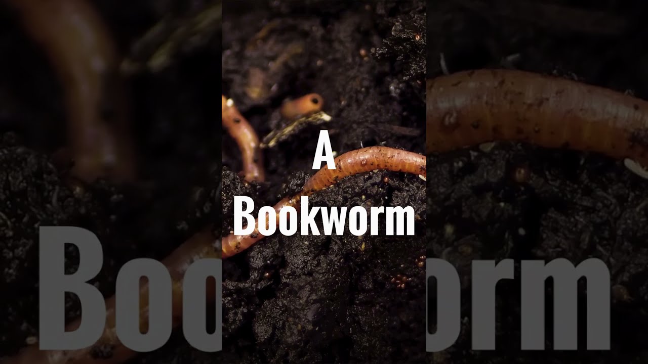 English Back to School Idioms - a bookworm #shorts - YouTube