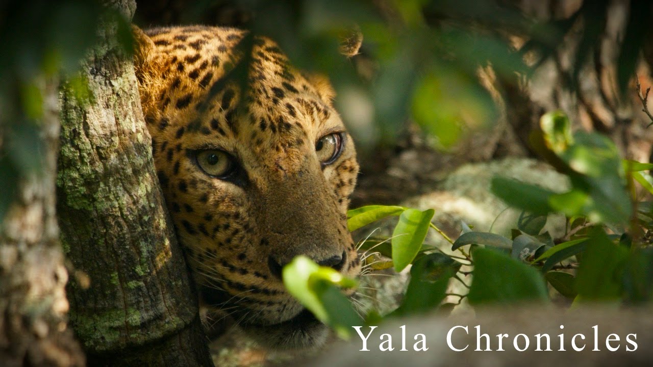 Yala Chronicles Trailer - YouTube