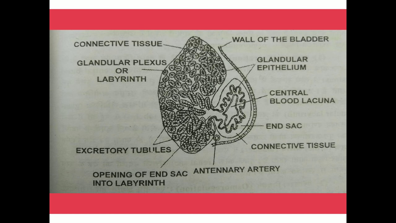 Excretion By Antennary or Green glands - YouTube