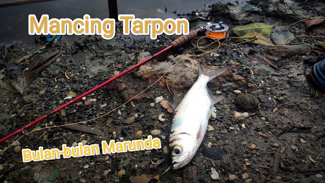 Fly Fishing | Mancing bulan-bulan di Marunda Jakarta | Tarpon si raja ...