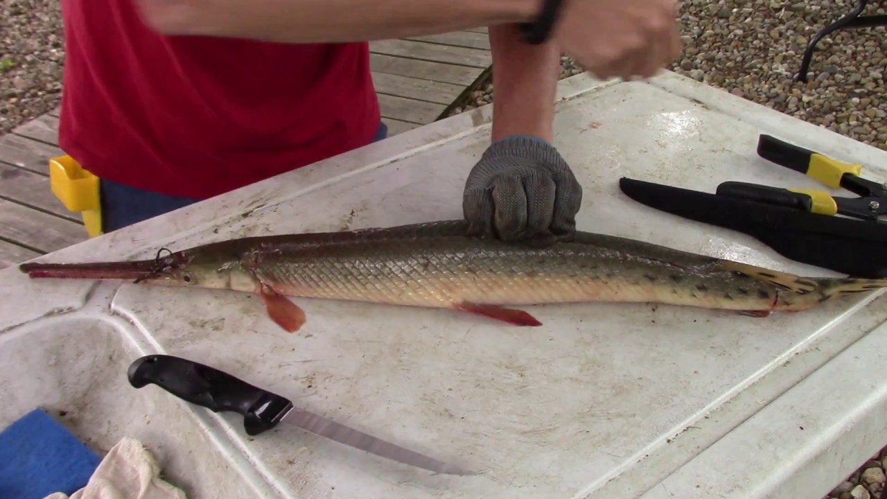 How to Clean a Gar - YouTube