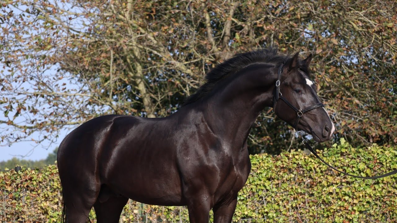 Racoon x Gribaldi - YouTube