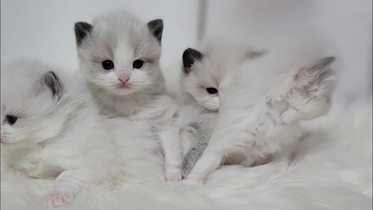 아기고양이들의 걸음마에 대해 알아보아요Let's learn about baby cats' baby steps (feat.제이제이 ...