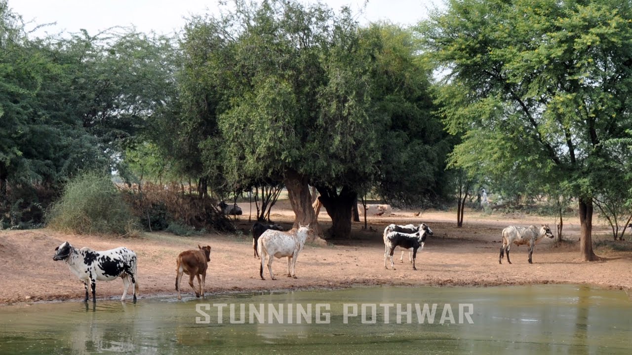 Water Pond for Cow, Buffaloes, Goats, Sheps, and other Domestic and ...