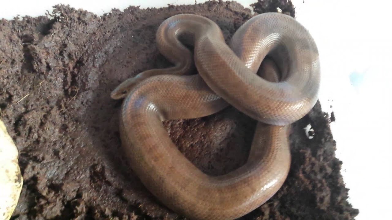 Columbian rainbow boa - YouTube