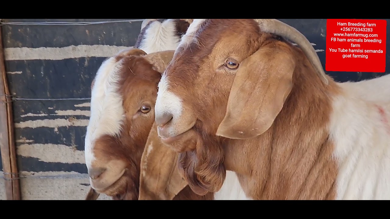 Your ideal goats breed and genetics in on your disposal pure breed from ...