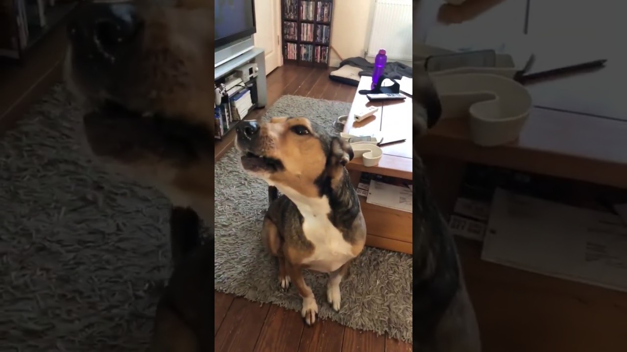 Auto-tune Dog - YouTube