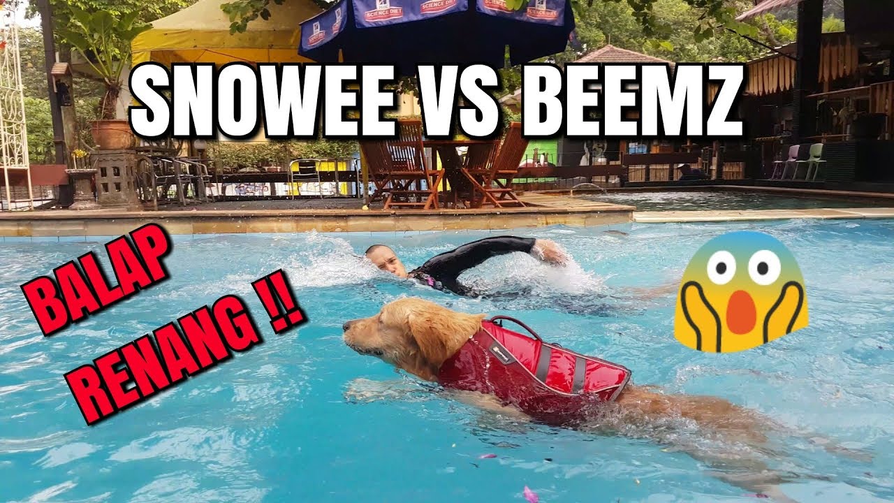 SNOWEE BALAP RENANG VS BEEMZ !! SIAPA YANG LEBIH CEPAT?? | SNOWEE THE ...