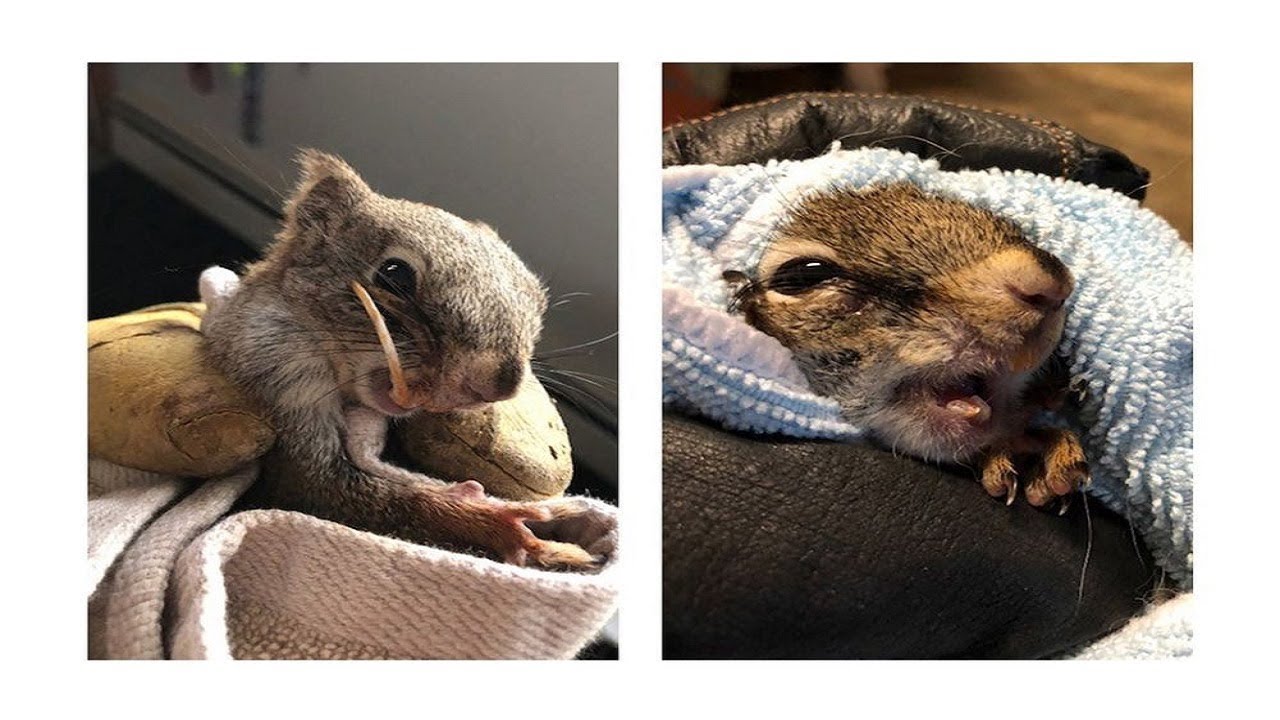 Meet the sabre toothed squirrel whose life was saved by an amateur ...