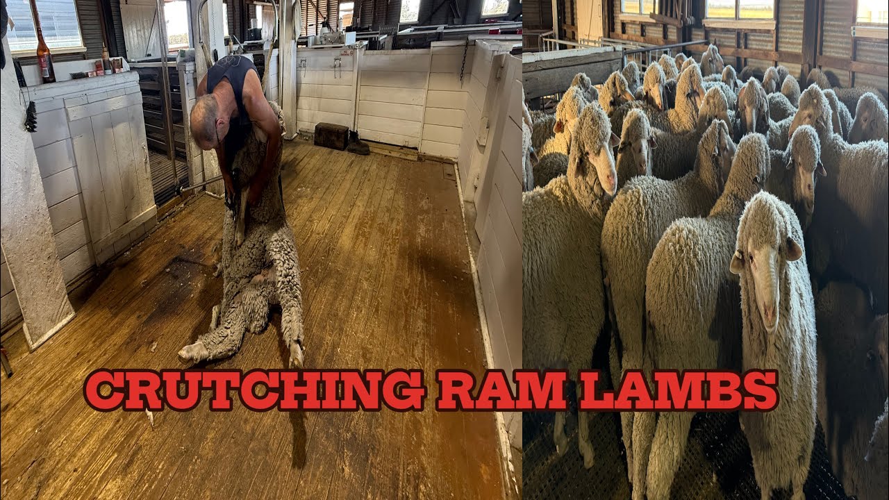 Crutching Lambs before shearing | #sheep #sheepfarming #farmlife # ...
