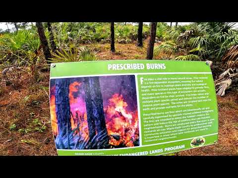 How To Identify Miami Dade Pine Lumber