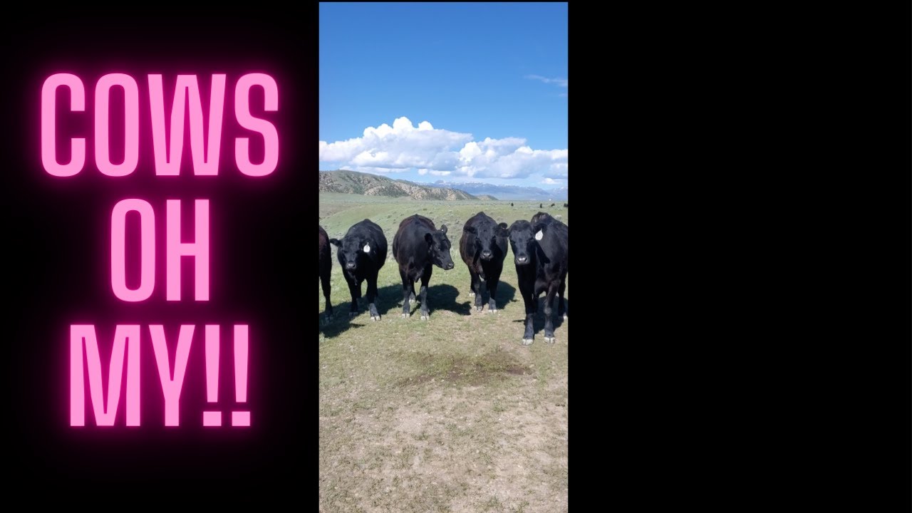 Cows Oh My!! - YouTube